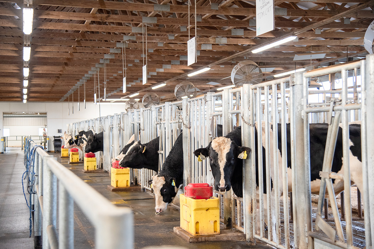 Select Sires adds 16 sires to daughter-proven lineups