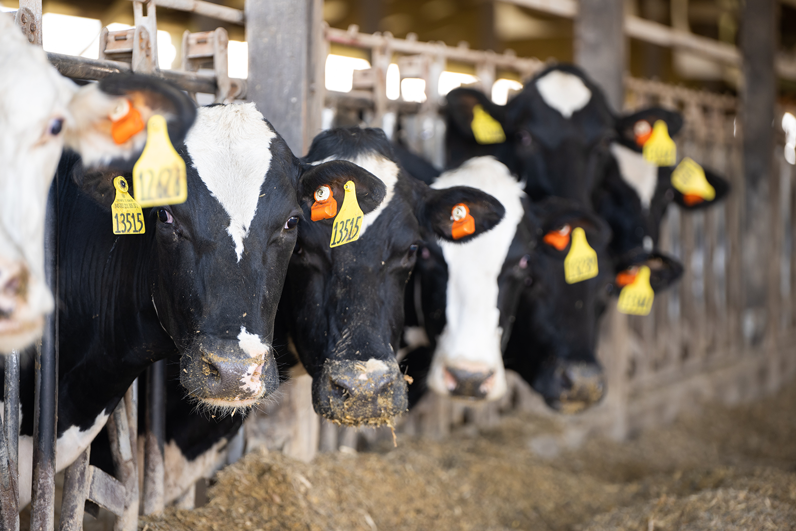 How To Predict Herd Risks When Needed Most: The Transition Period