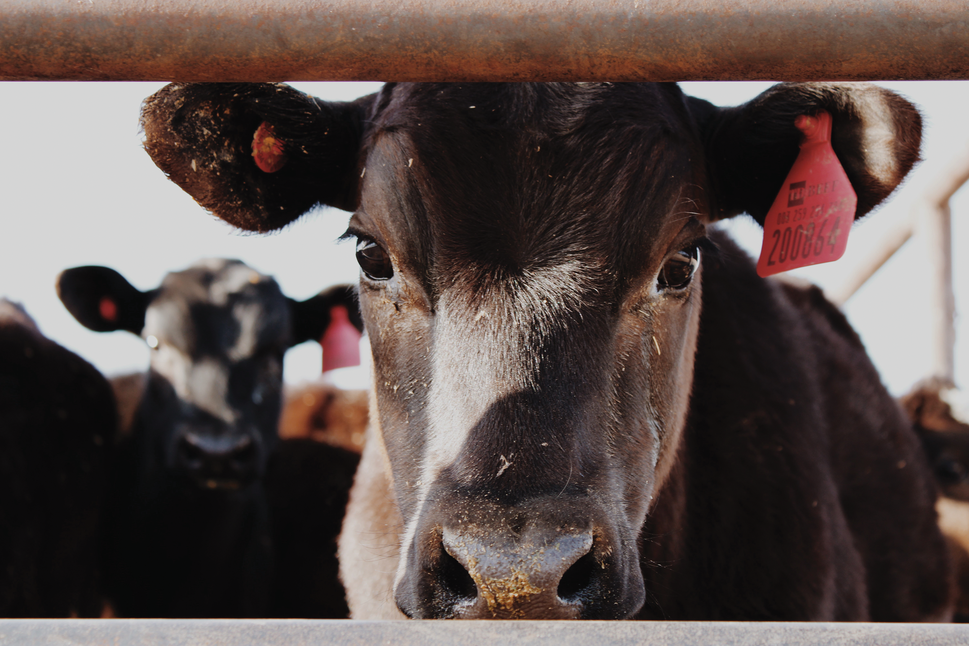 Beef on Dairy: Traits That Matter Most