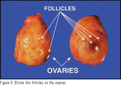 Reproductive Anatomy and Physiology of Cattle