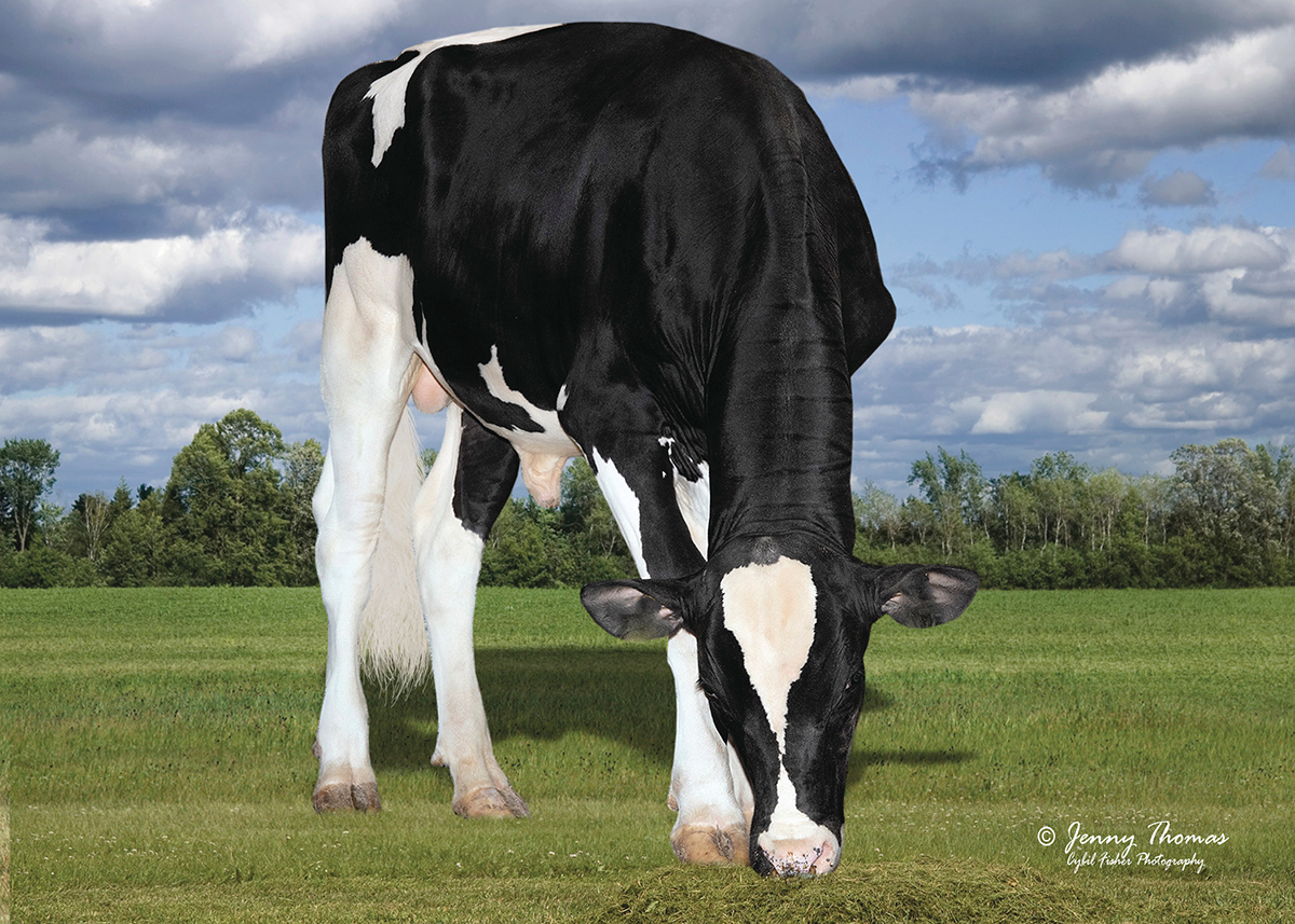 Select Sires’ elite Polled lineup leads industry ranks