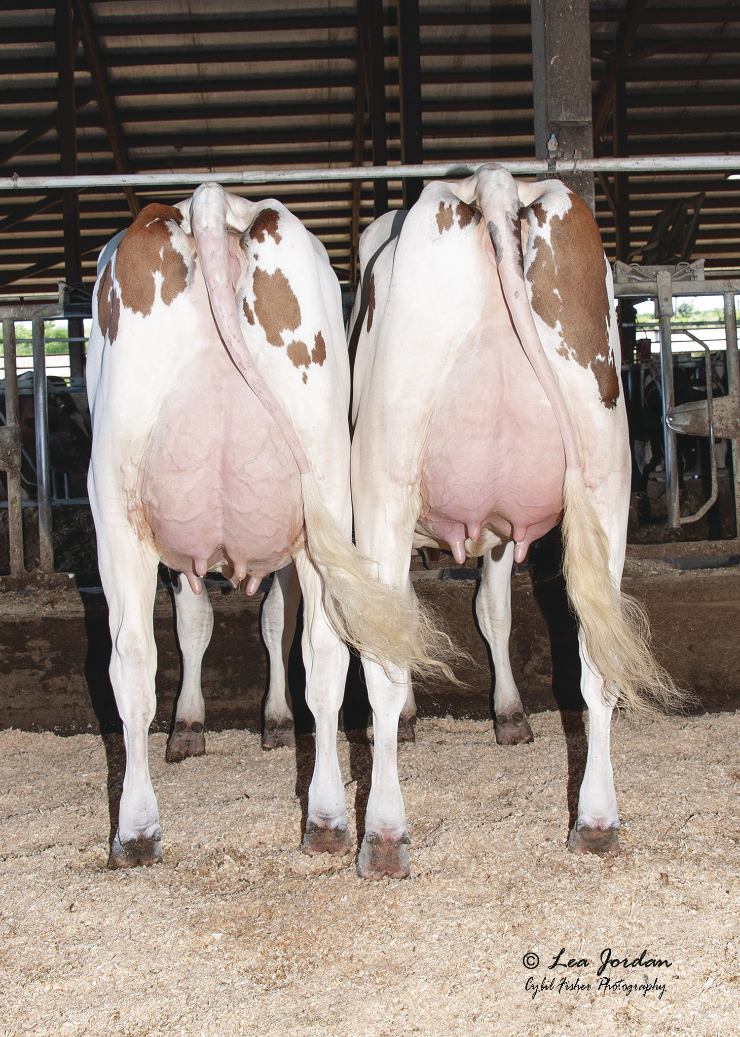 Polled, Red and ultra-elite genetics among Select Sires’ 12 new ...